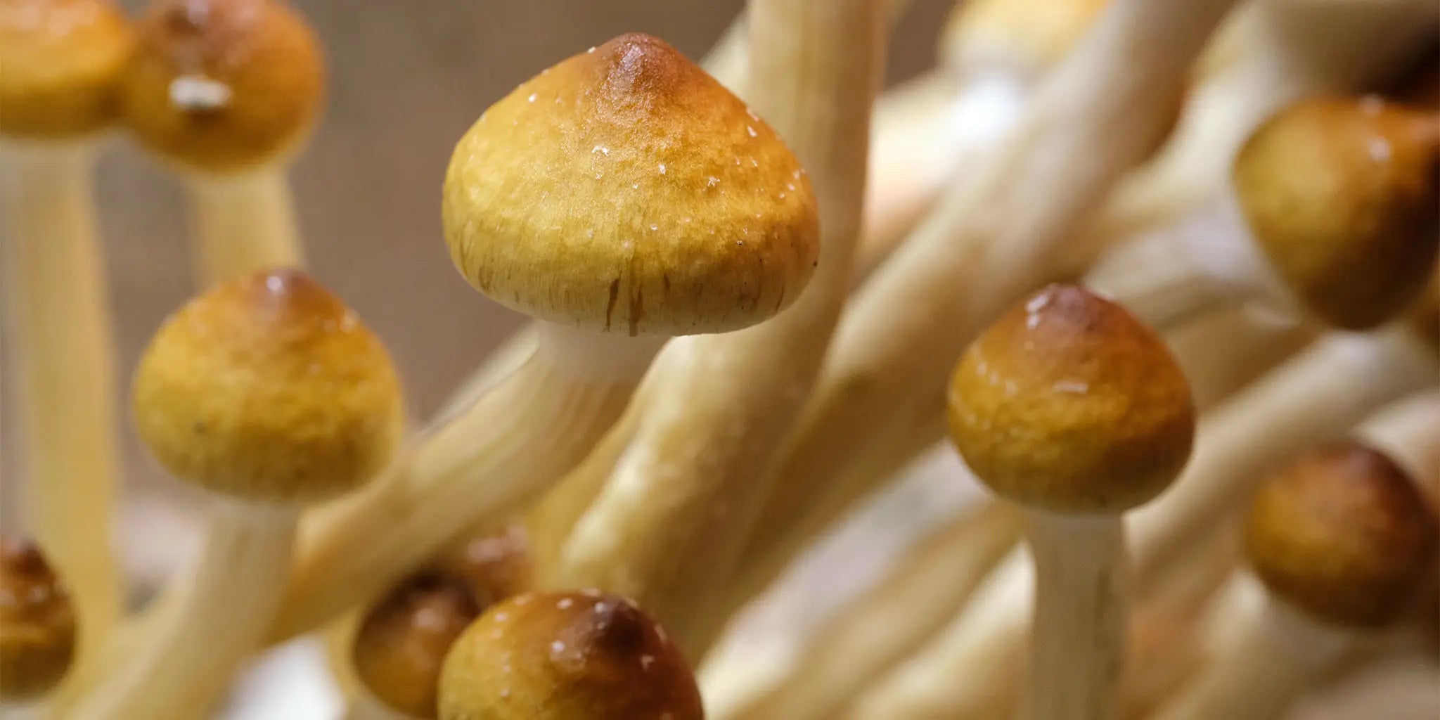 Discovering the Golden Teacher Mushroom: An Iconic Journey into Mycolo ...